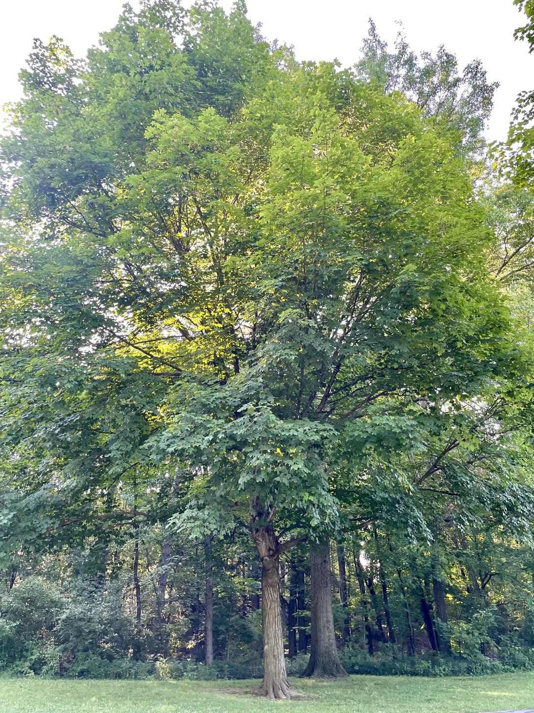 Black Maple | CMP Tree Selection Tool